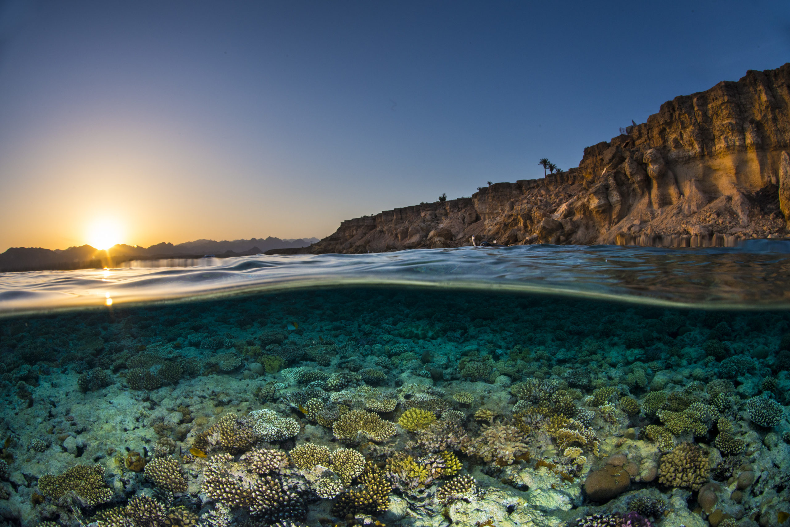 Ocean First Campaign - Oceanic Global